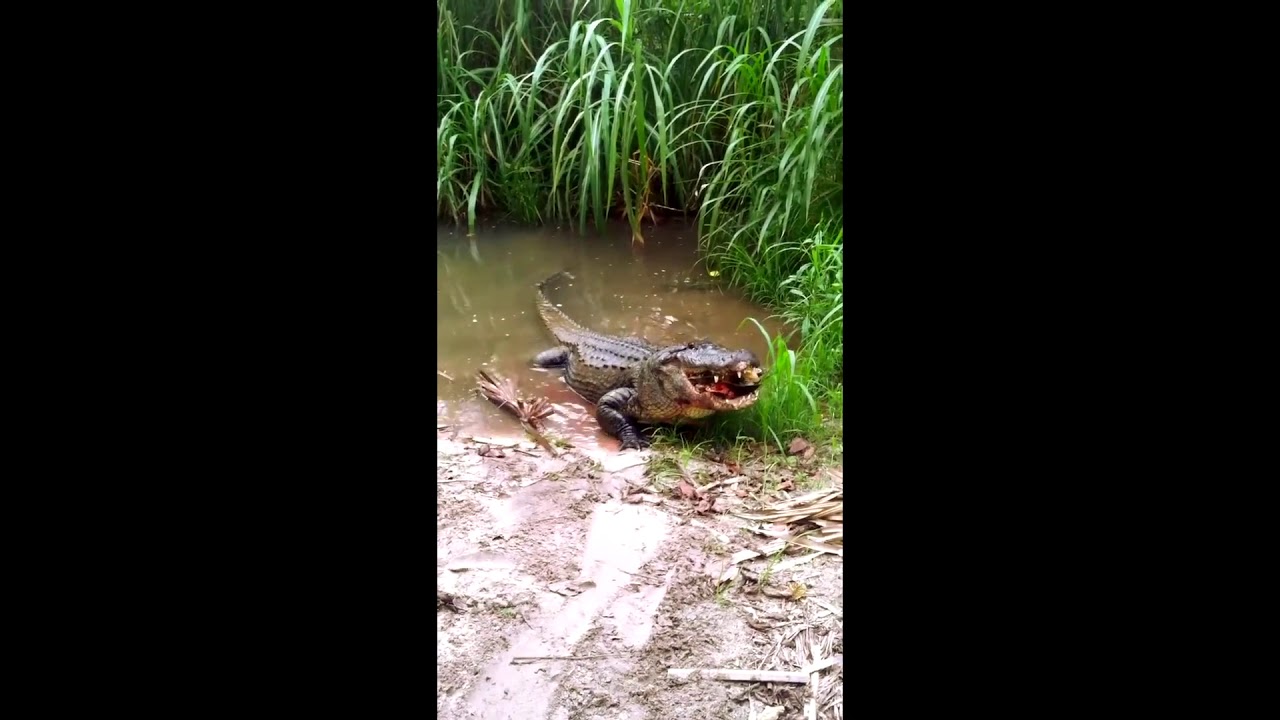 Alligator Eats Turtle Whole Cracking Shell Like Peanuts! - YouTube