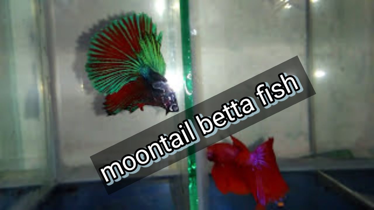 Moon tail betta fish। #pritamexoticpets - YouTube