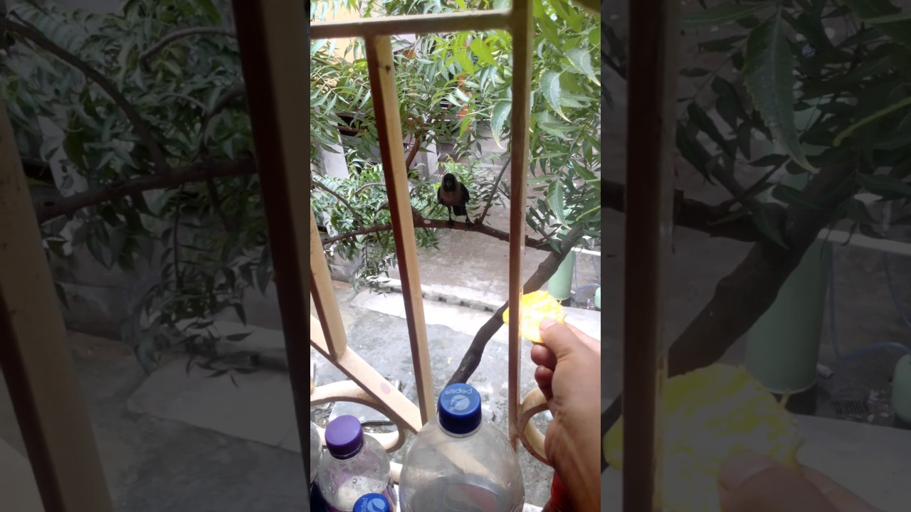 Hand feeding Crow!!! Crow loves mangoes...comes everyday on the window ...