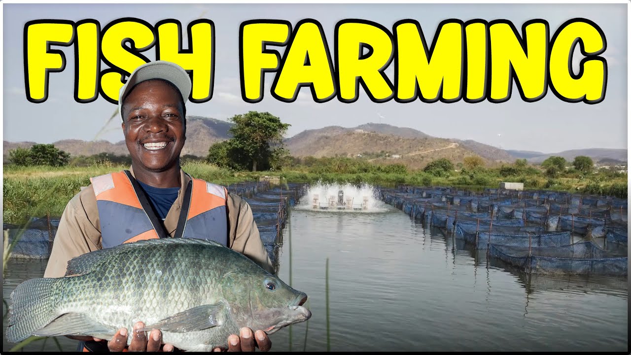 Fish Farming - Success Story - YouTube