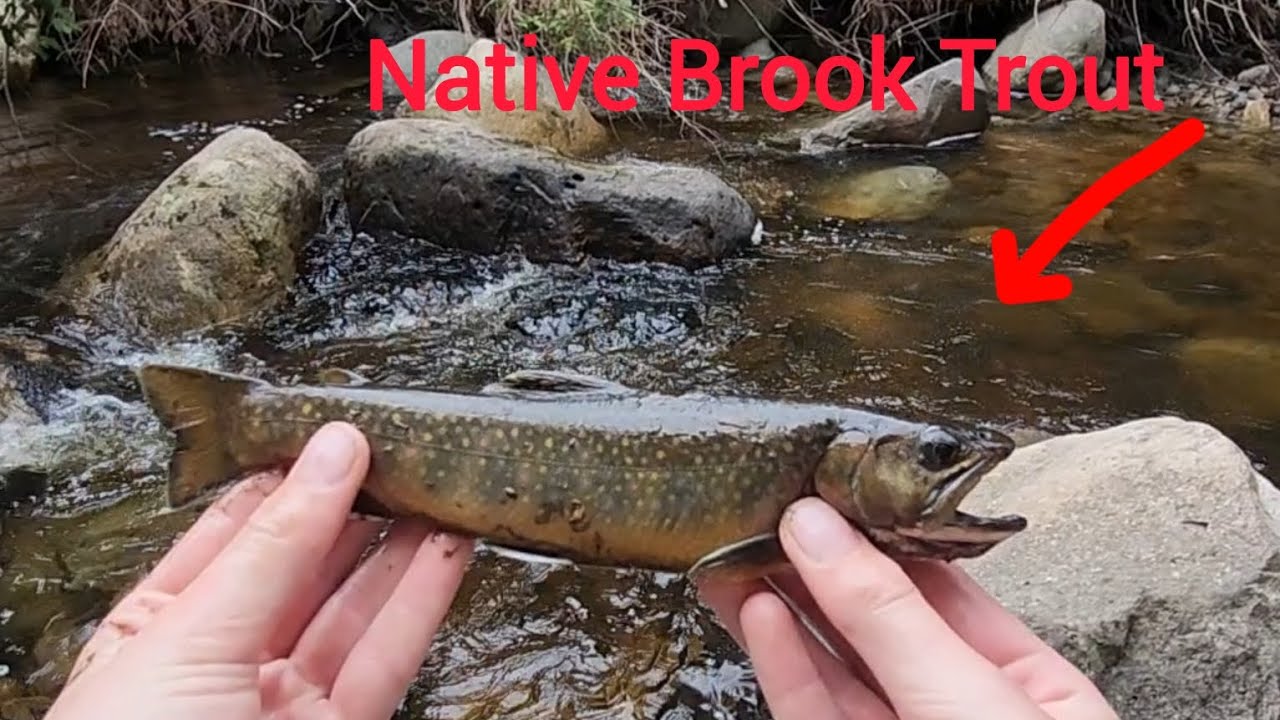 Catching nice native Brookies! - YouTube