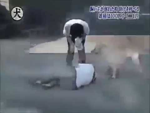 Dog asking for help because his owner is in danger - YouTube