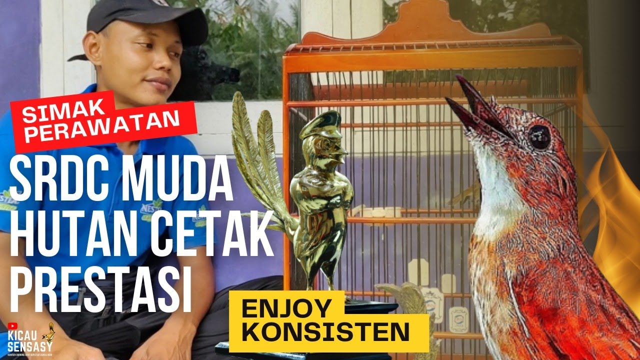 AKHIRNYA..!! SRDC MUDA HUTAN BISA CETAK PRESTASI - TIPS PERAWATAN ...
