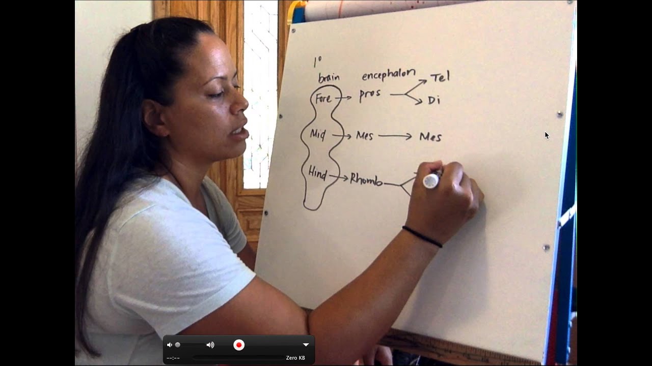 PHYL 141 Brain 01 video - YouTube