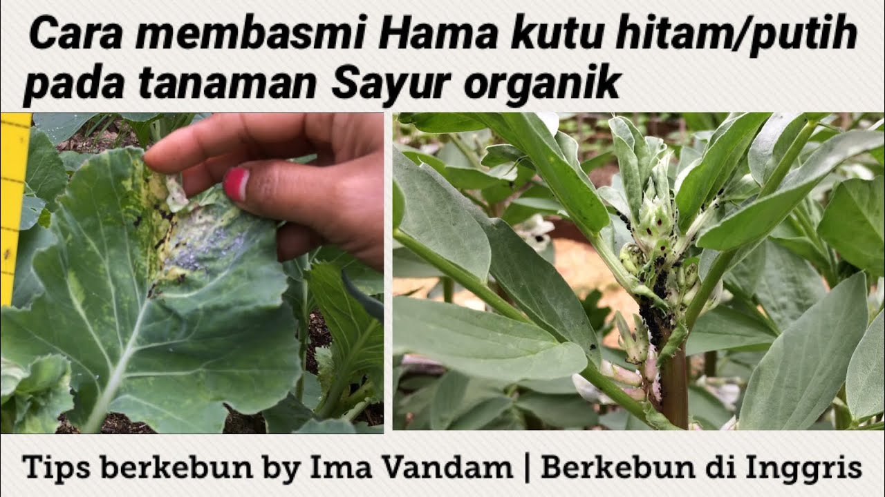 Tips Berkebun, Cara membasmi Hama Kutu putih/kutu hitam pada Sayur ...