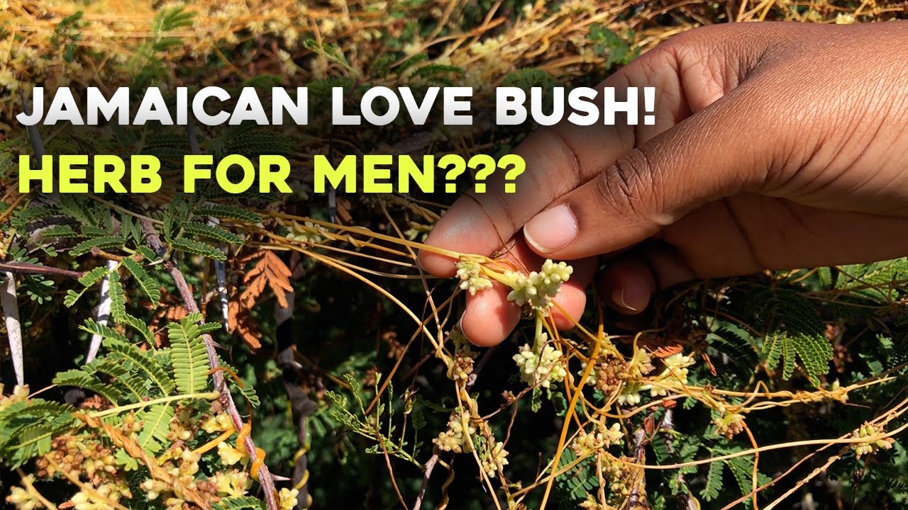 Benefits of Jamaican Love Bush #medicinalplants #Jamaicamedicinalplants ...