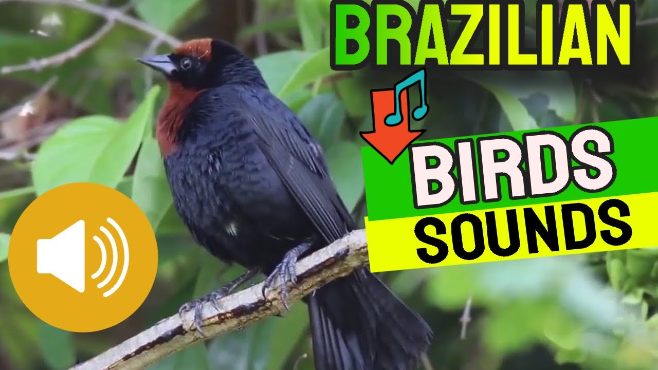 Brazilian birds sounds - Amazon birds - Garibaldi Bird - Chrysomus ...