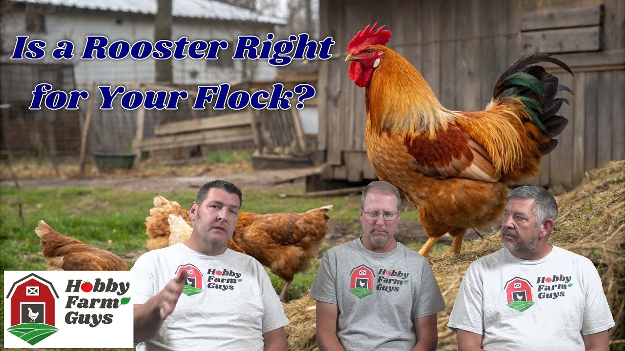 Should You Keep a Rooster In Your Flock? - PLUS: A Chicken Treat ...