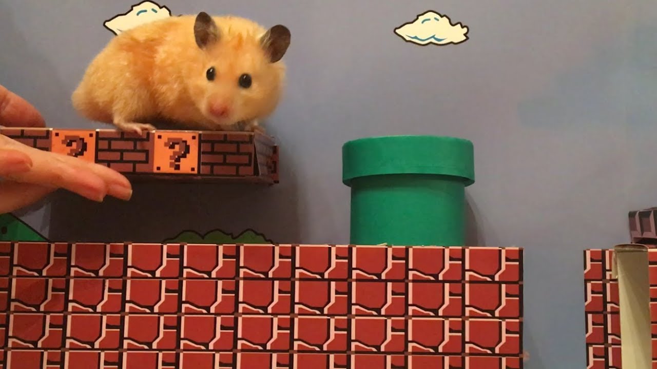 ハムスタースーパーマリオ、ゴール前でまさかの‥（ super mario hamster mouse） - YouTube