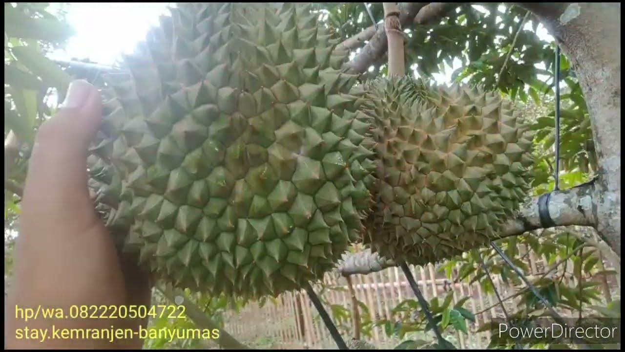Durian Duri Hitam ( Black Thorn ) Ochee Buah Perdana - YouTube