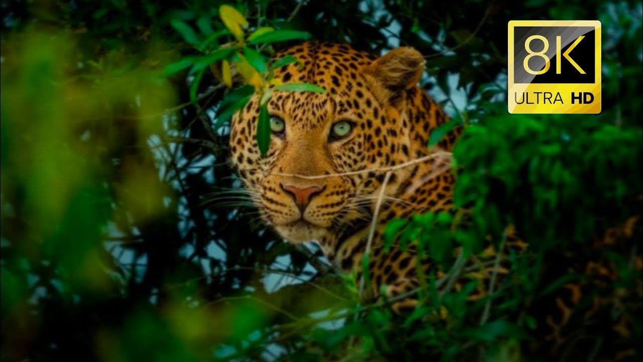 WILD WORLD DOLBY VISION™ EXTREME 8K ULTRA HD FULL HD VIDEO - YouTube