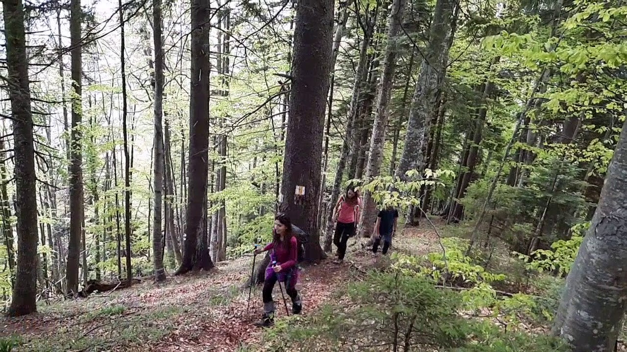 TIMISU de SUS 800 m - Spinarea CALULUI 1020 m - poiana TREI FETITE 1650 ...