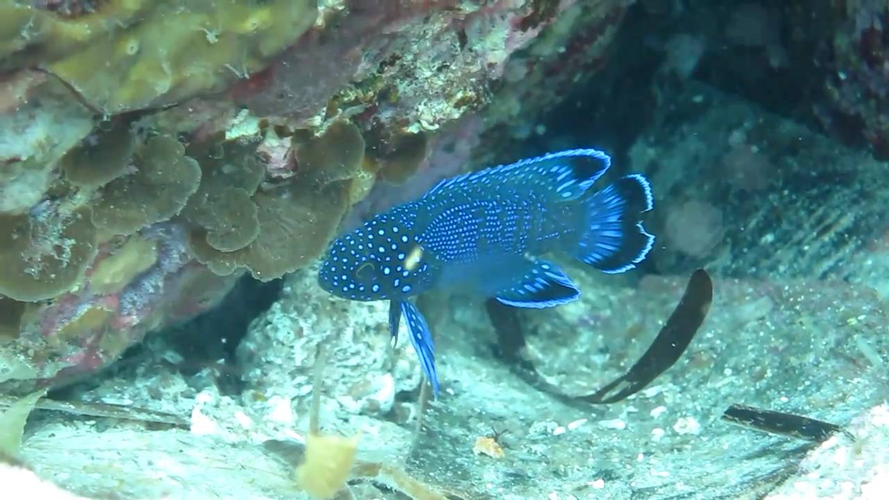 Southern Blue Devil - YouTube