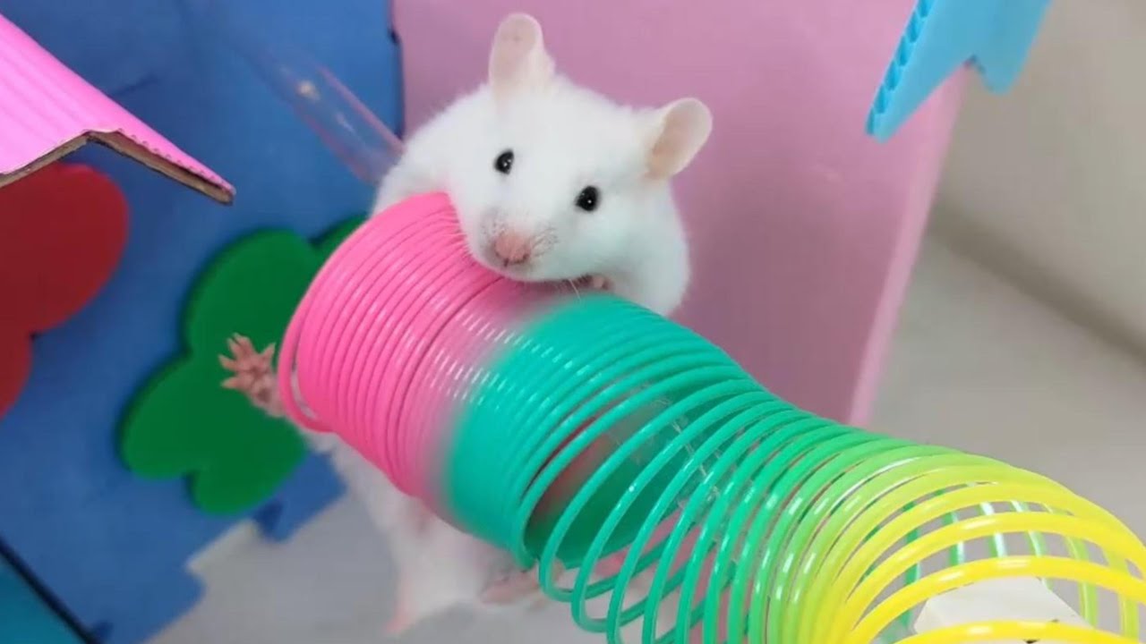 💯Strong Hamst👍Test my hamster skills with a game I made. How does he ...