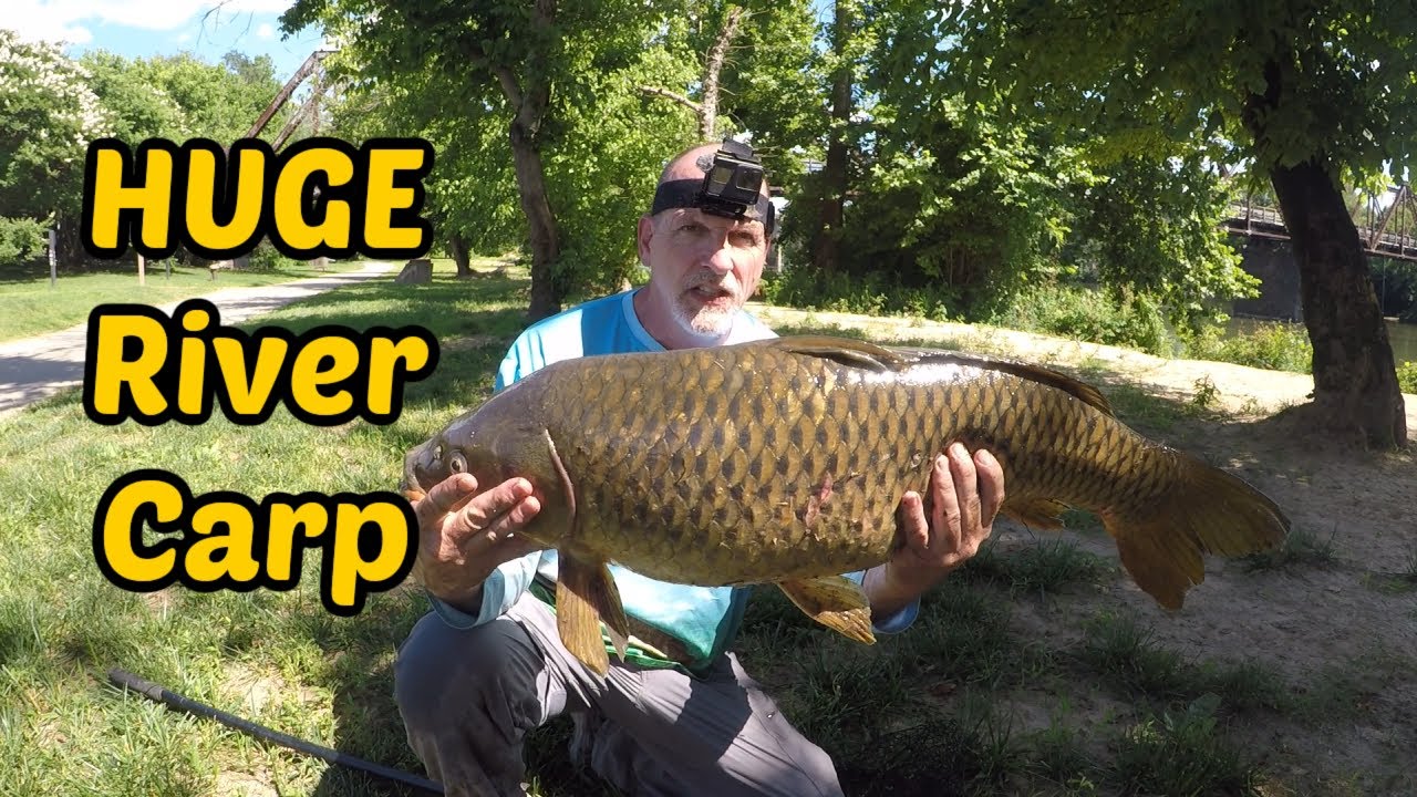 Carp Megalodon !!! Dan River Carp Fishing ~30 lb Carp ! - YouTube