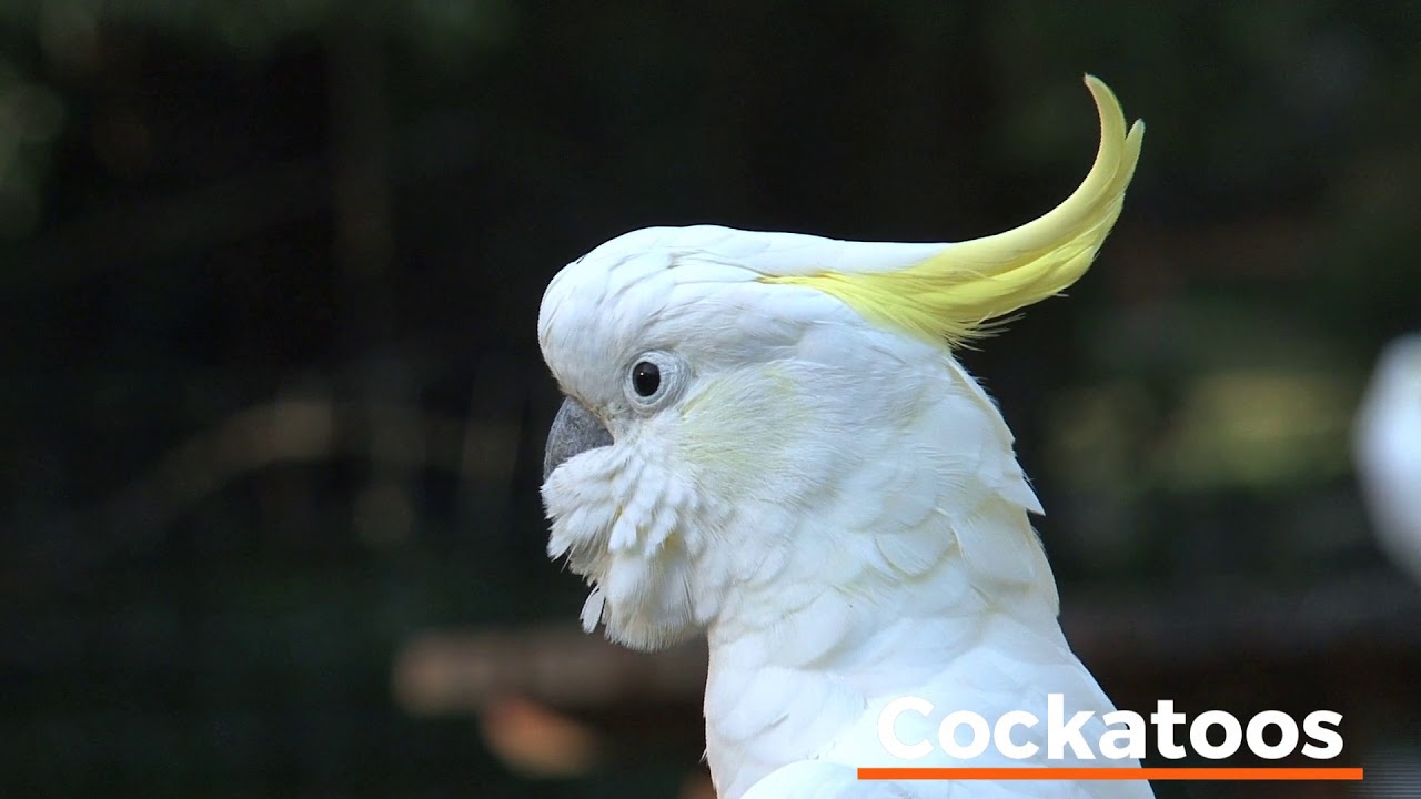 Popular Pet Parrots — 10 of the Most Popular Families of Parrots - YouTube