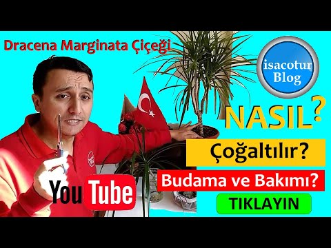 ⭐️Dracena Marginata Çiçeği Nasıl Çoğaltılır? 🌿Dragon Ağacı Nasıl Çoğaltılır? 🌿Dragon Tree