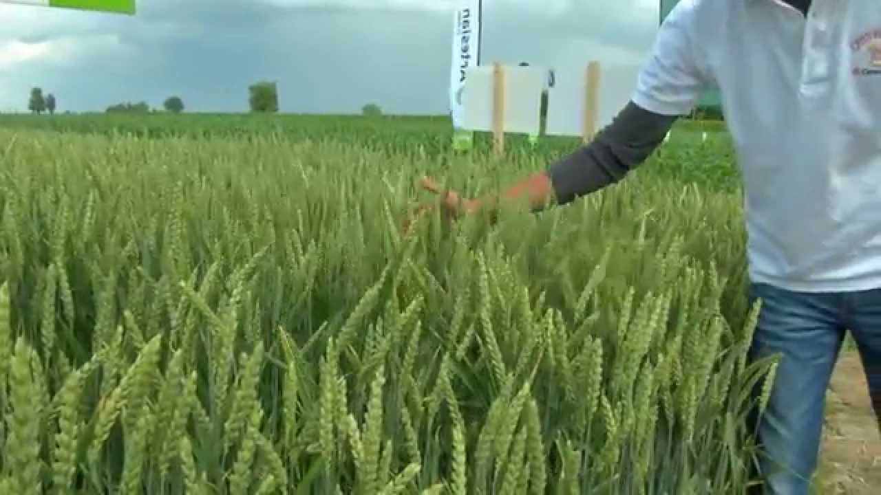 Speciale varietà frumento tenero - YouTube