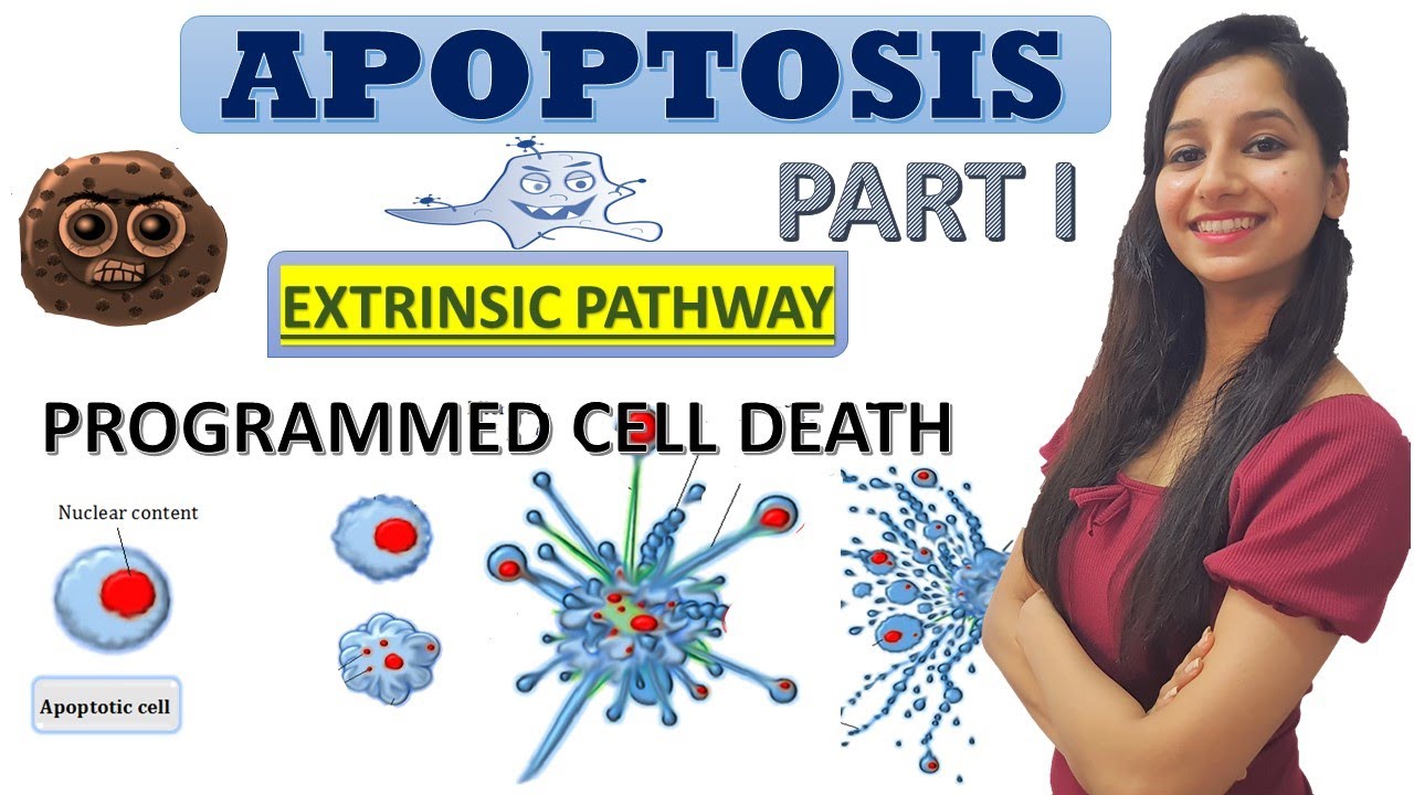 Apoptosis -Programmed Cell Death|Cell Death|Cancer Biology|Cell Biology ...