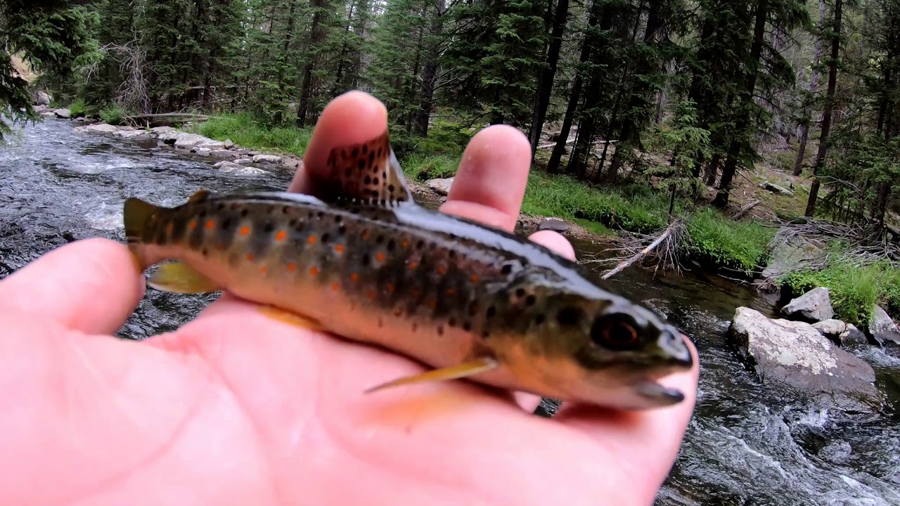 Trout fishing in mountain creek - YouTube