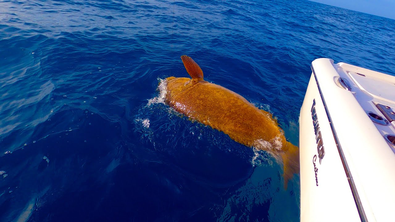 HUGE Goliath Grouper | SHARK Attacks an Amberjack on video - YouTube