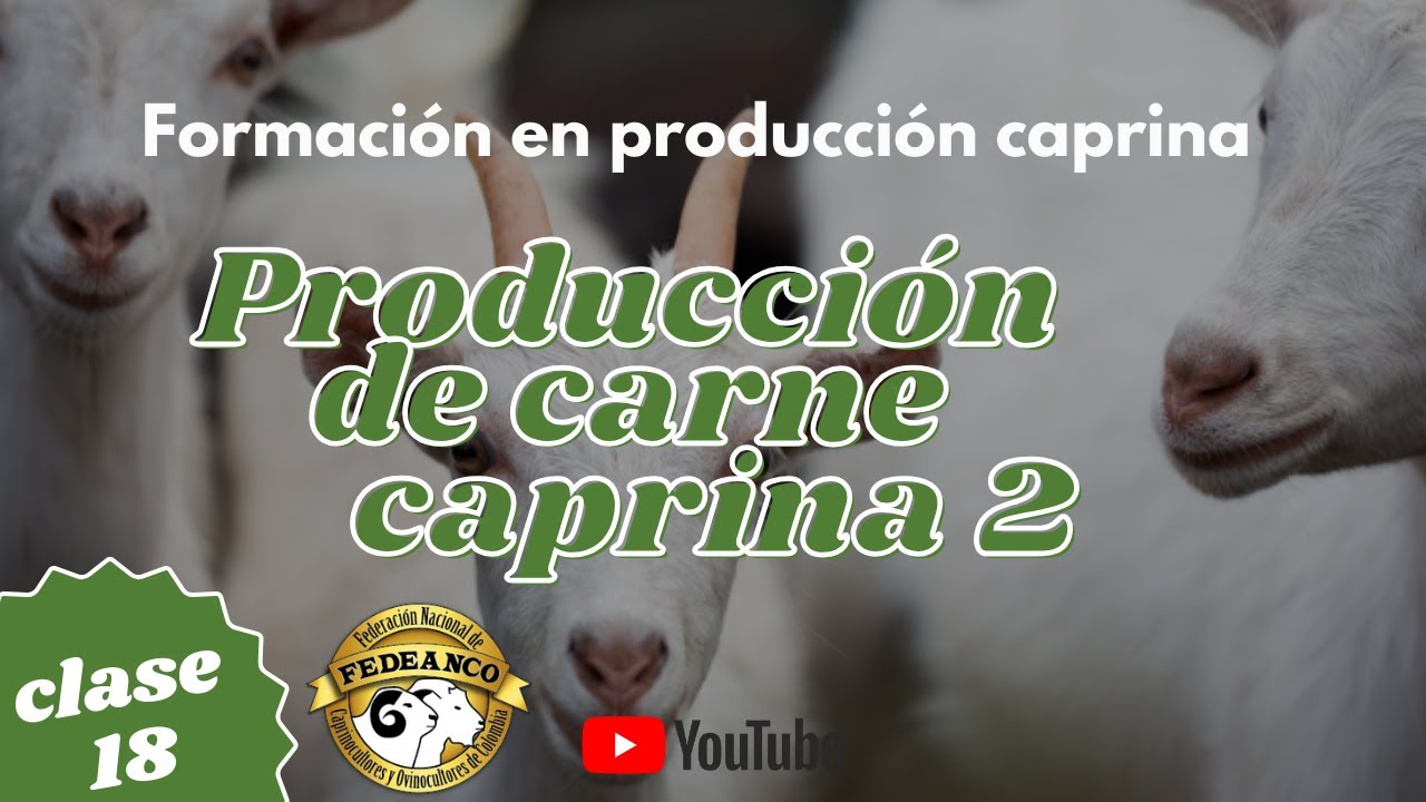CARNE CAPRINA : PRODUCCIÓN 2 - Clase #18 - YouTube