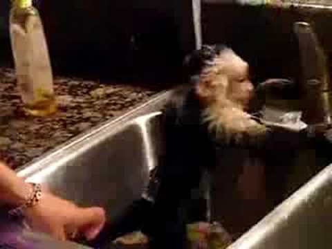mono bañandose - YouTube