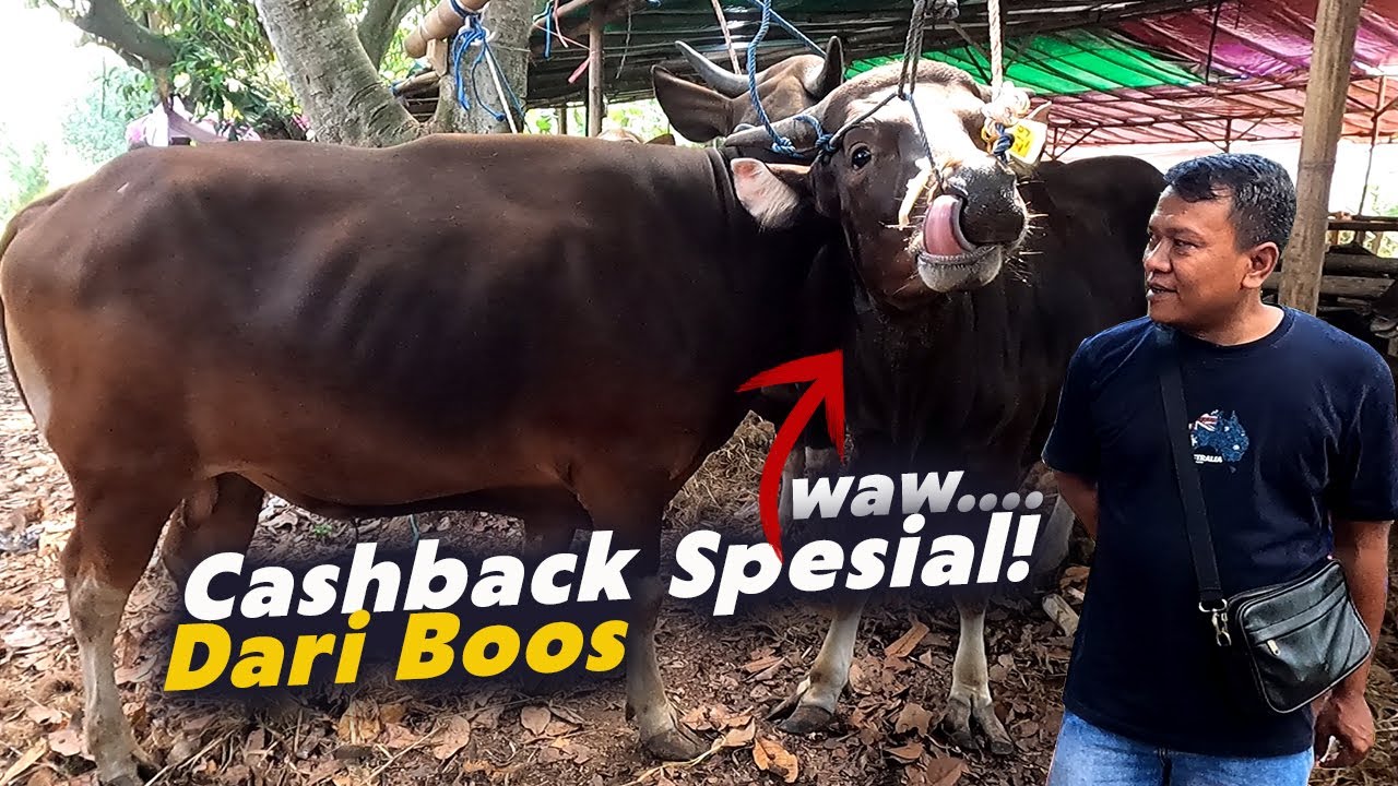 Khusus 3 Sapi Ini Promo Besar Besaran Sapi Qurban Ras Bali Super Murah ...
