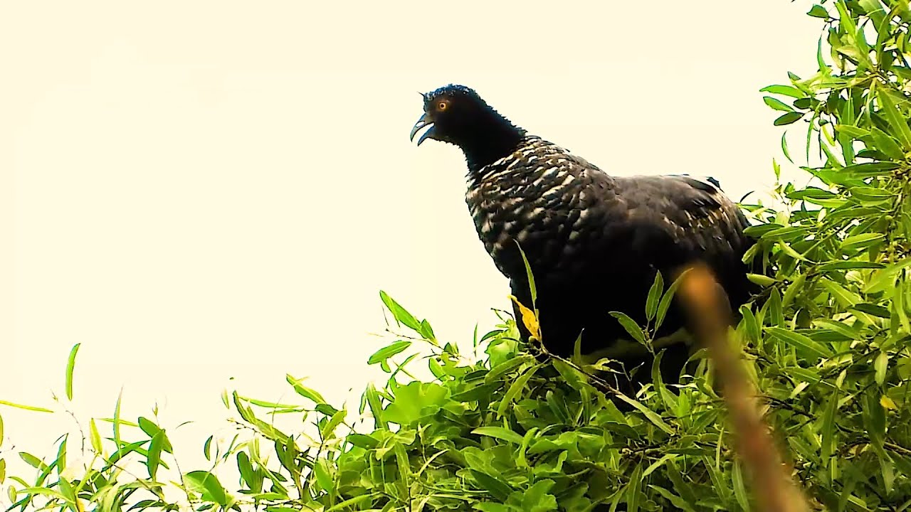 CANTO em dueto da ANHUMA, INHUMA, ANHIMA CORNUTA, HORNED SCREAMER ...