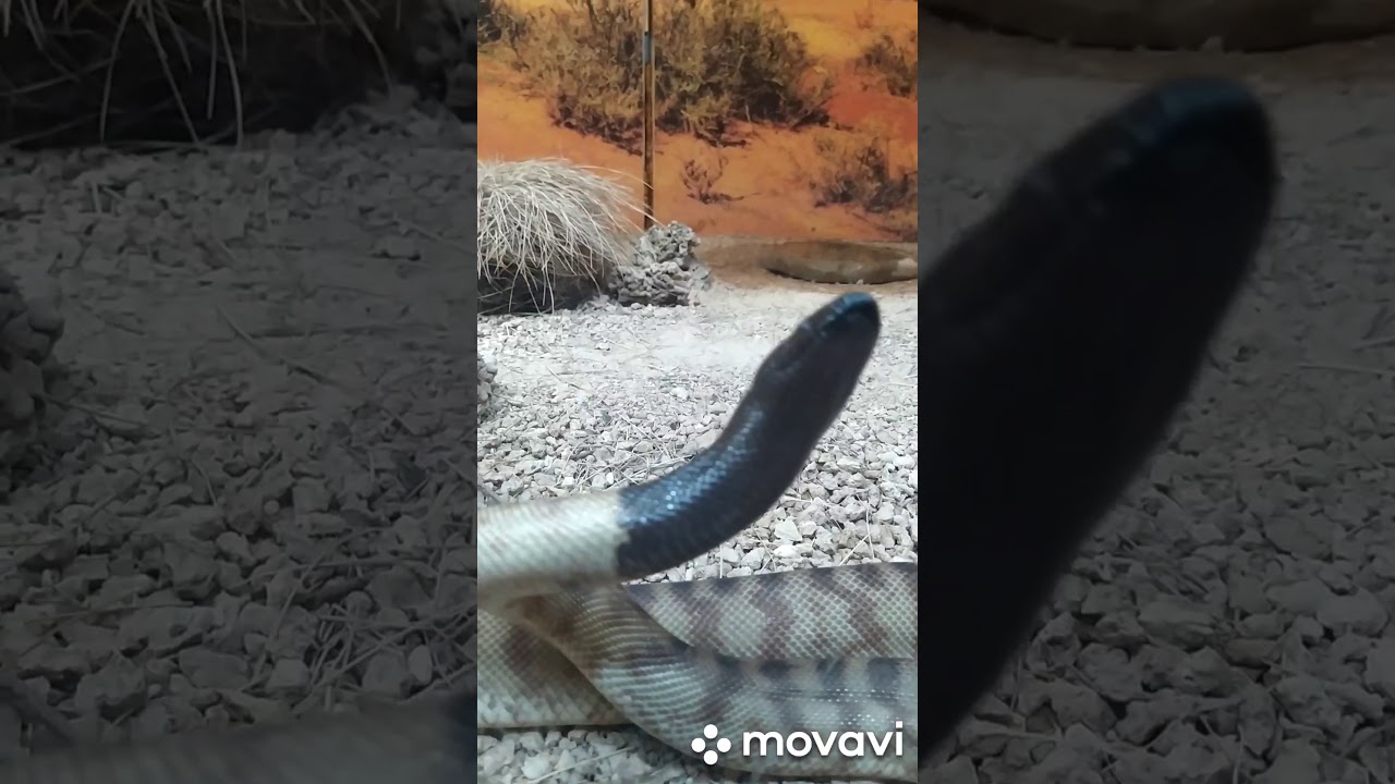 Zastrasujuci OGROMAN Australijski crnoglavi piton! Frightening Australian Black headed python ...