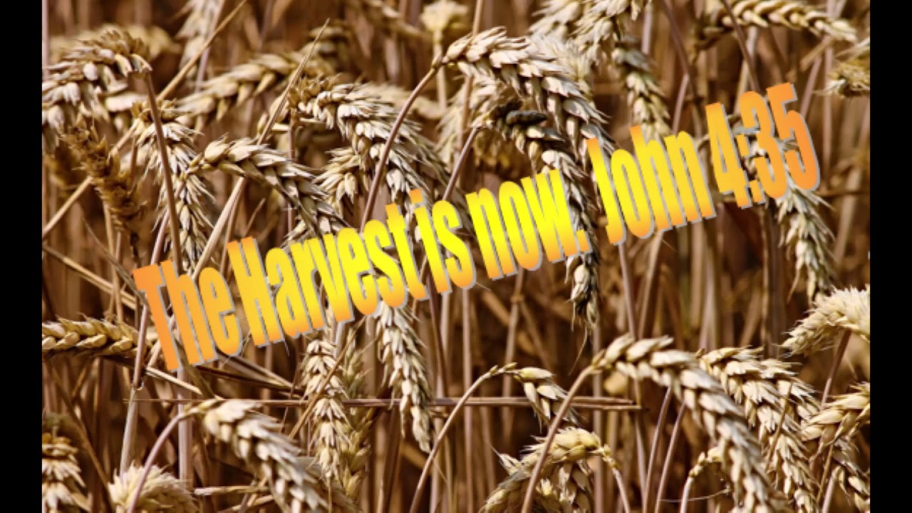 The Harvest Is Now - YouTube