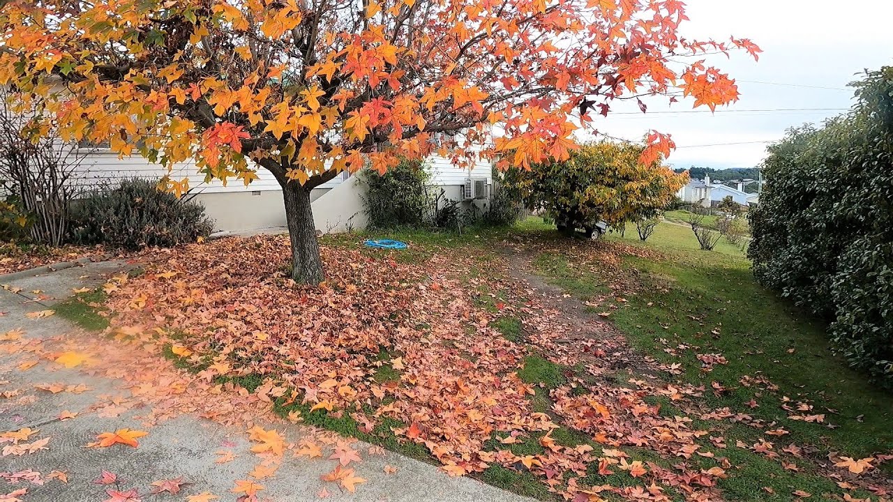 NEGLECTED Autumn Lawn & GARDEN RESTORATION | Satisfying Lawn Care - YouTube