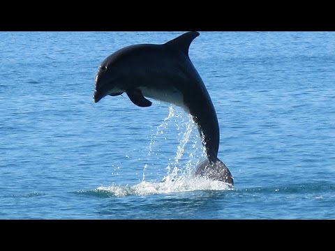 Dolphins at Play - YouTube