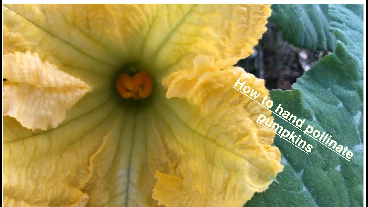 How to hand pollinate pumpkin flowers - YouTube