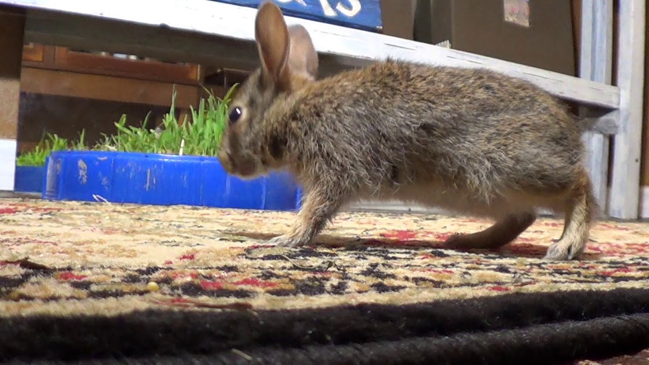 Baby Bunnies running and playing - YouTube