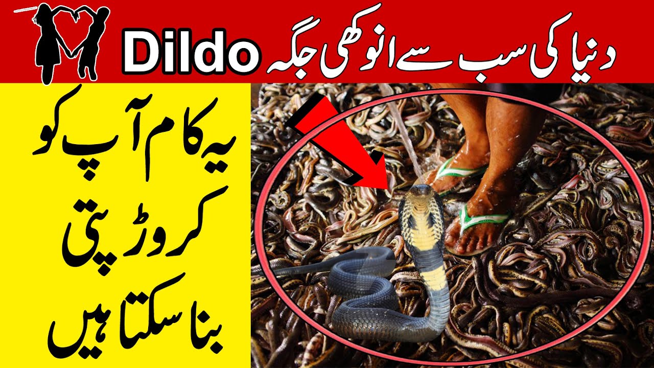 Snakes Farming In China | Facts With Shani - YouTube