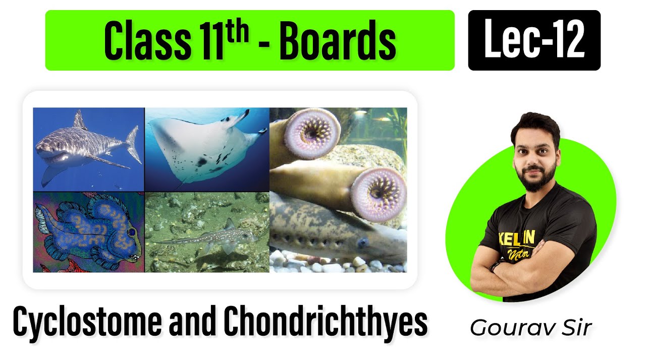 Animal Kingdom class 11 L-12 | Cyclostome and Chondrichthyes ...