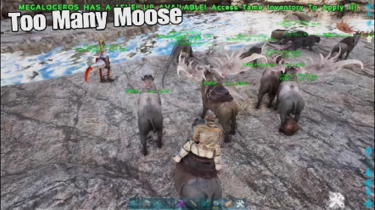 Ovis Hunting & Moose Breeding - Ark Survival Evolved - YouTube
