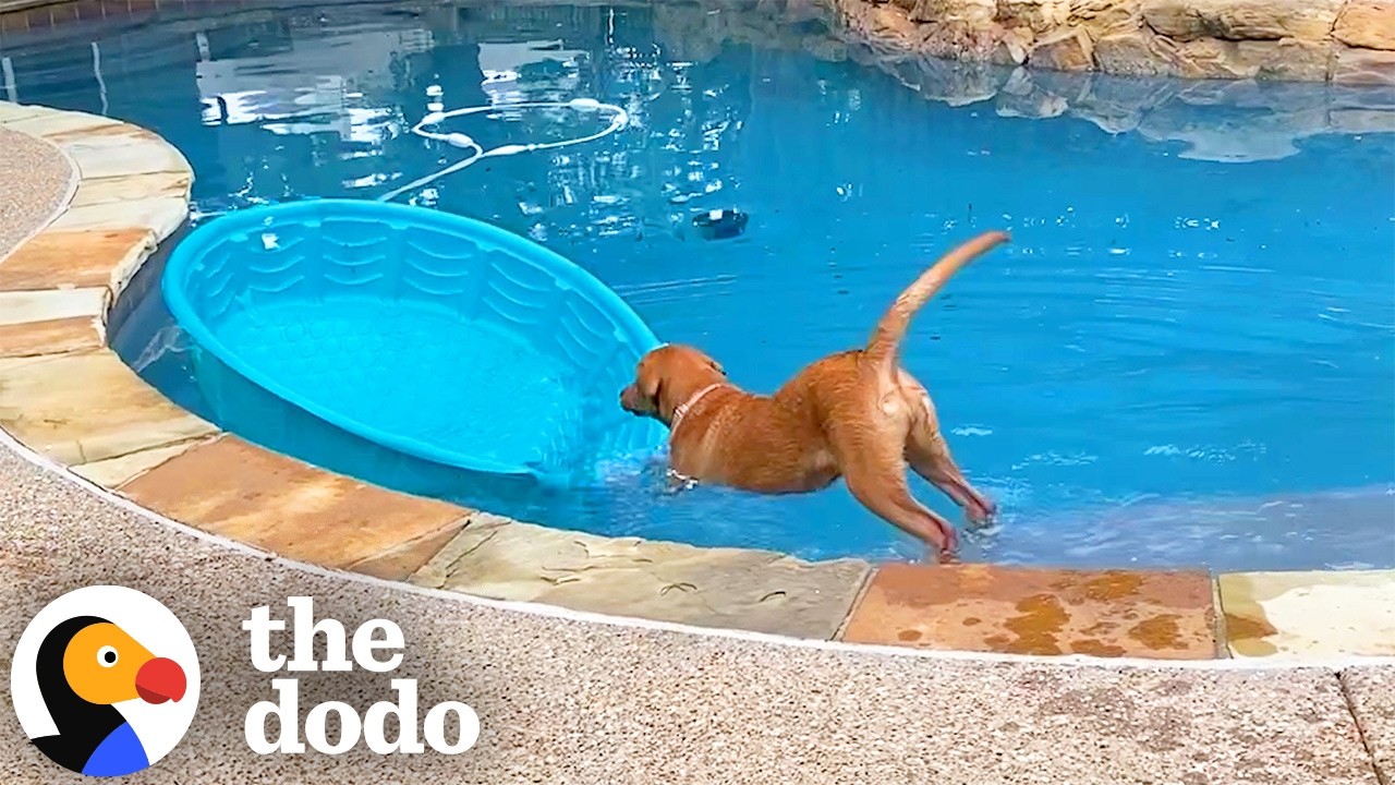 Labrador Can’t Stop Trying To Make Her Kiddie Pool Into A Boat | The ...
