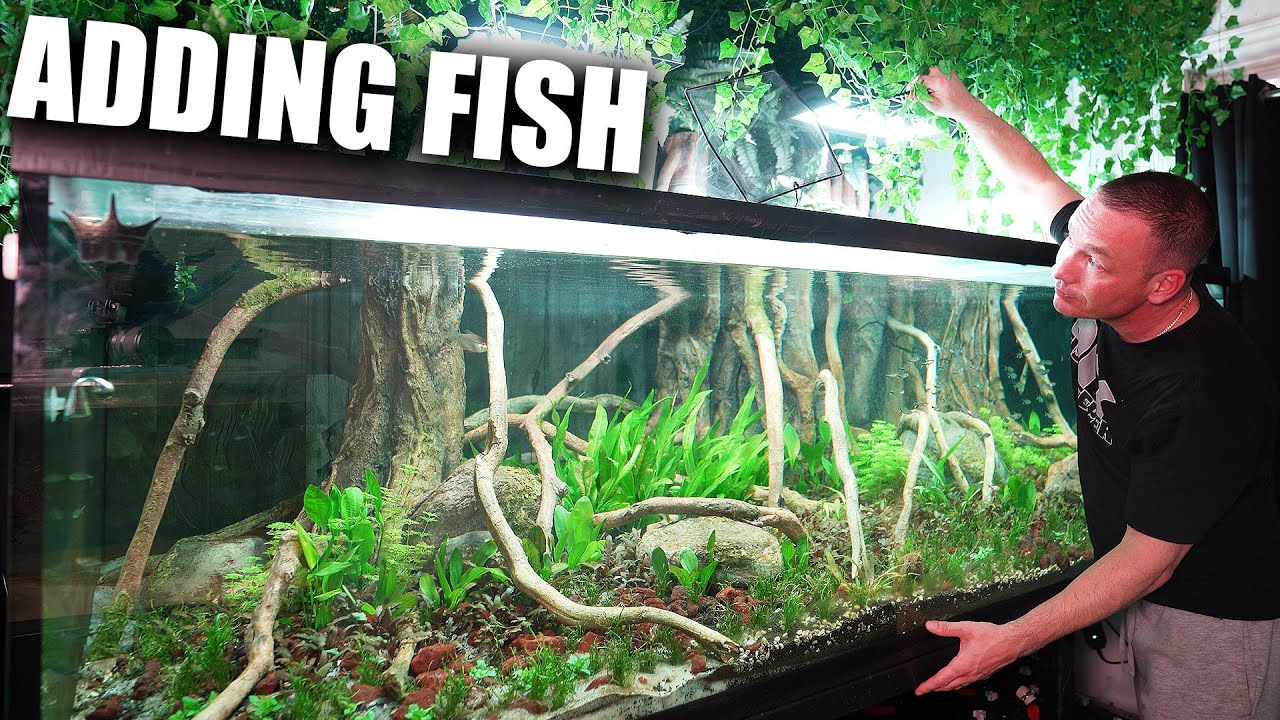 How to add new fish to your aquarium - The king of DIY - YouTube