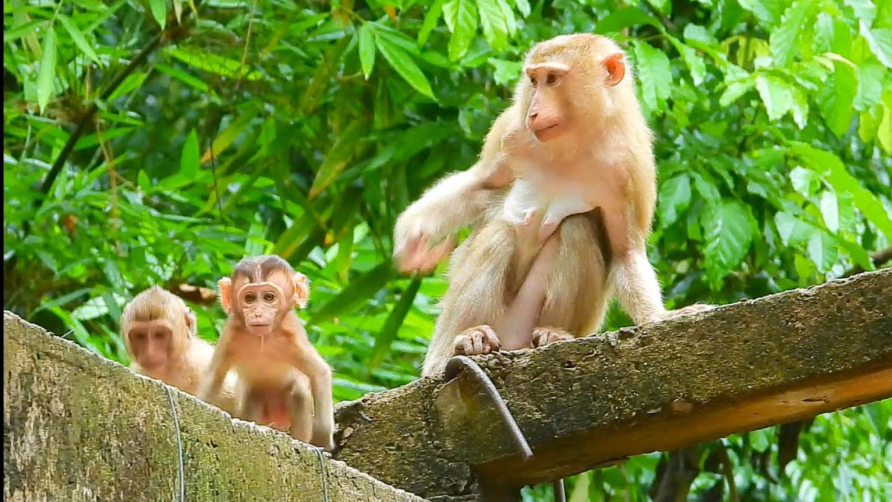 Feeding monkey #029 | Tiny monkey is running on the beam | #monkeys ...