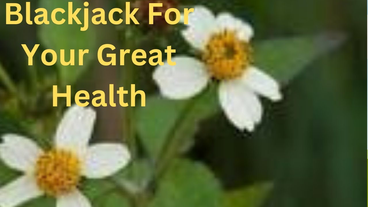 Black Jack (Bidens Pilosa) For Your Great Health - YouTube