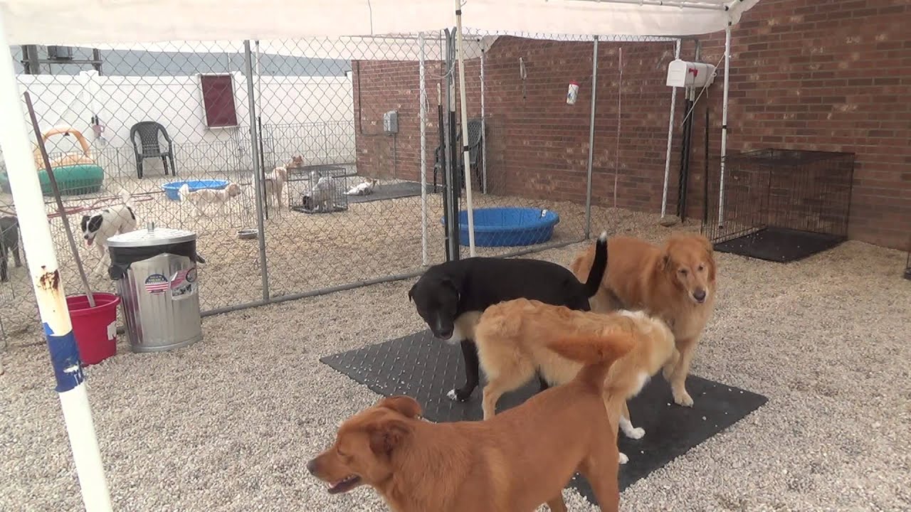 Dog Gone Fun Daycare, Training, and Boarding - YouTube