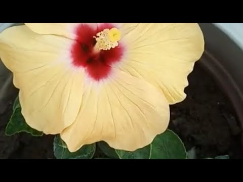 Hybrid Gudhal🌺 ki Winter Mein care 🍁 kaise kare👍 - YouTube