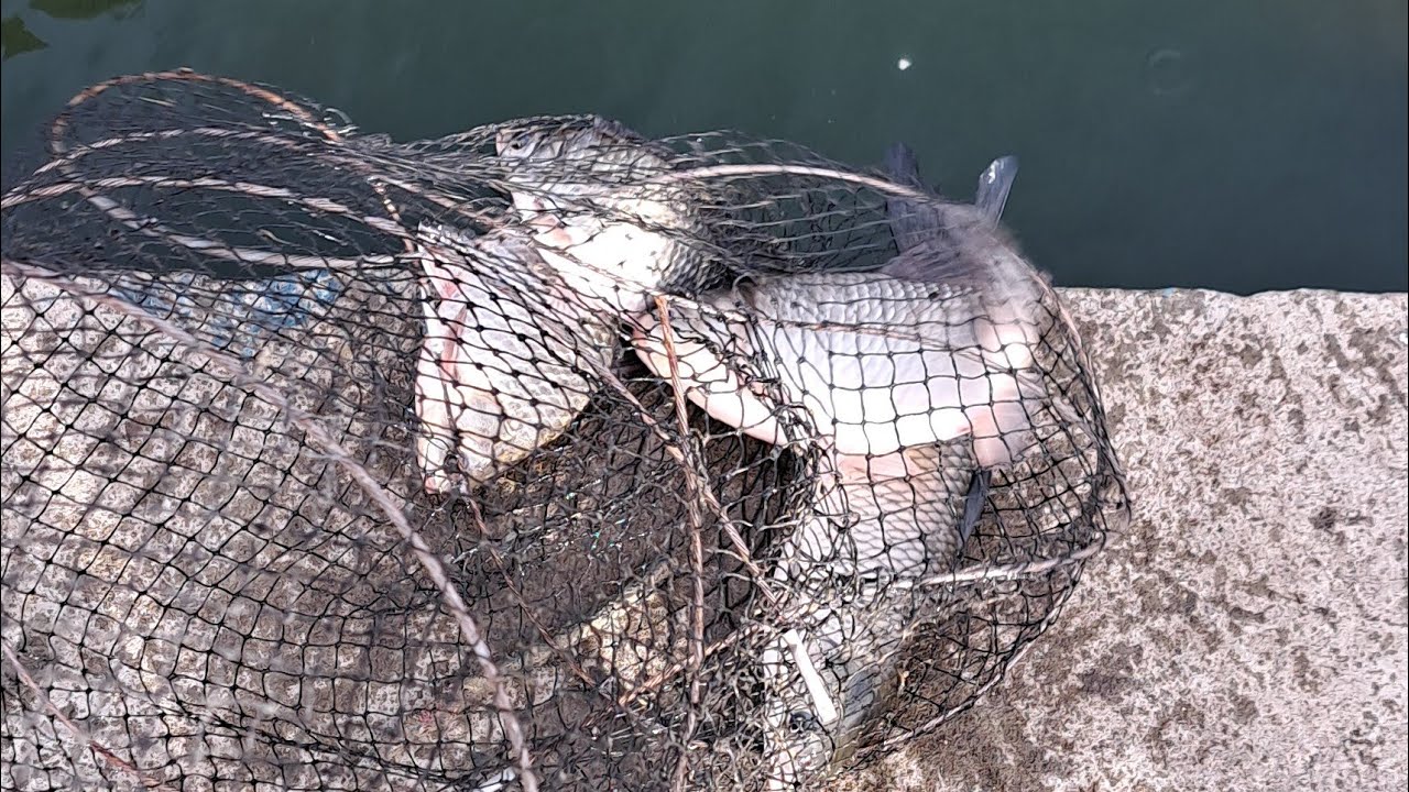 Groapa cu carasi mari,peste Dunare Galati.Pescuit la undita cu porumb ...