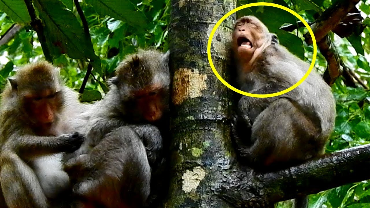 Milk Bar.. Jinx Monkey Try To Cry So Hard But Tears Still Not Drop Coz ...