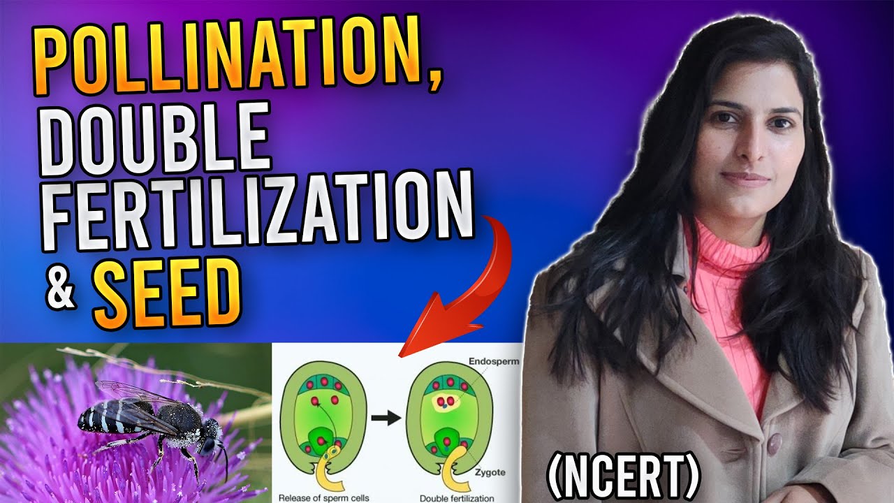 Sexual Reproduction in Flowering Plants || Part - 3 || Pollination ...