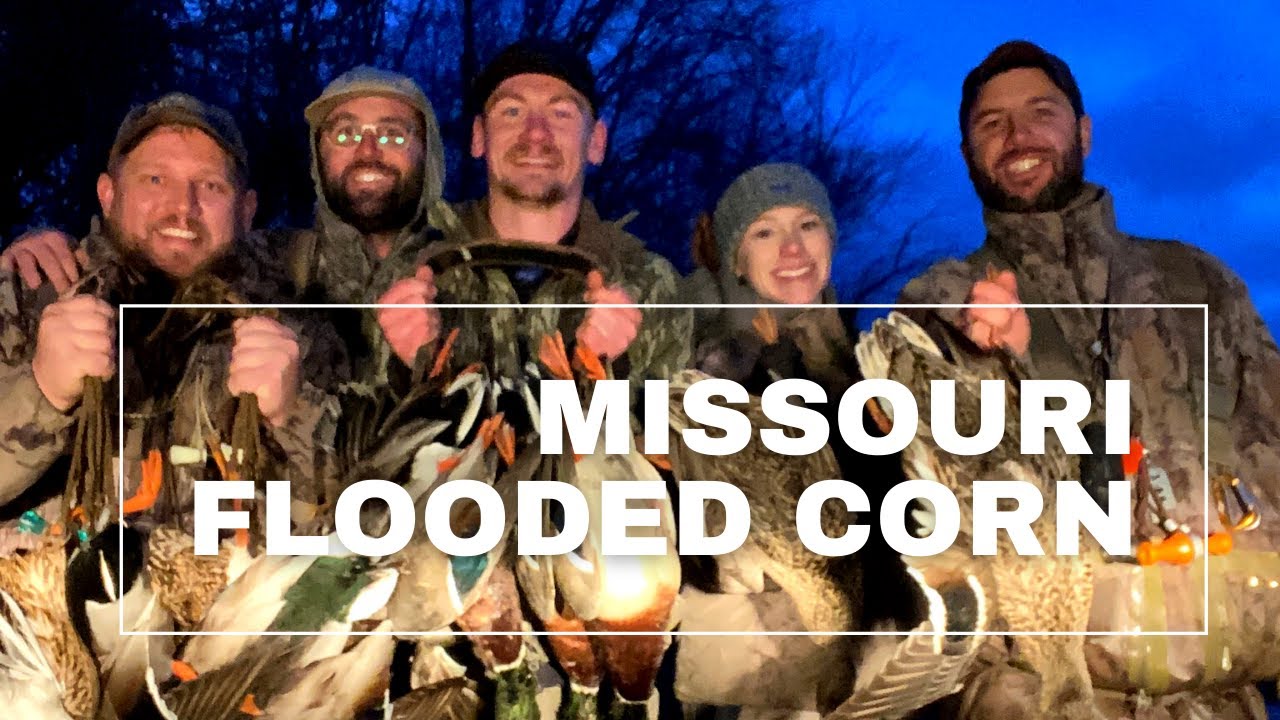 Mallard Hunting Flooded Corn with Owner of Divebomb - YouTube