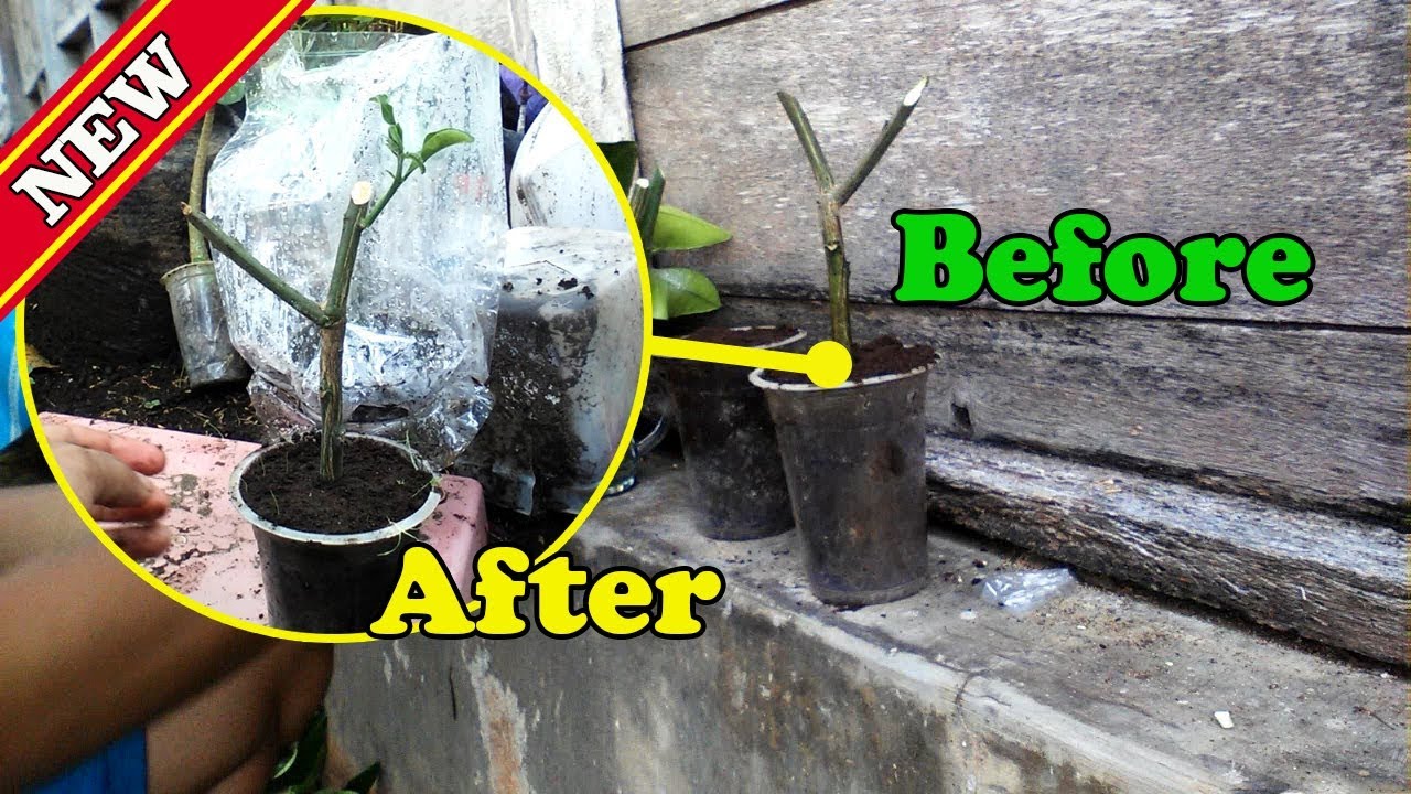 Growing Pomelo From Cuttings Before and After RESULT Video by Grafting ...