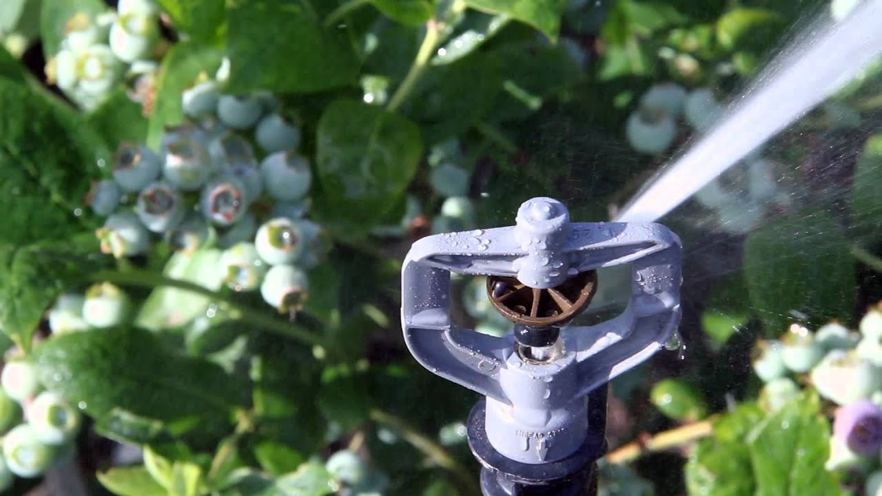 Nelson Irrigation R10 Rotator® Sprinkler Irrigating Blueberries - YouTube